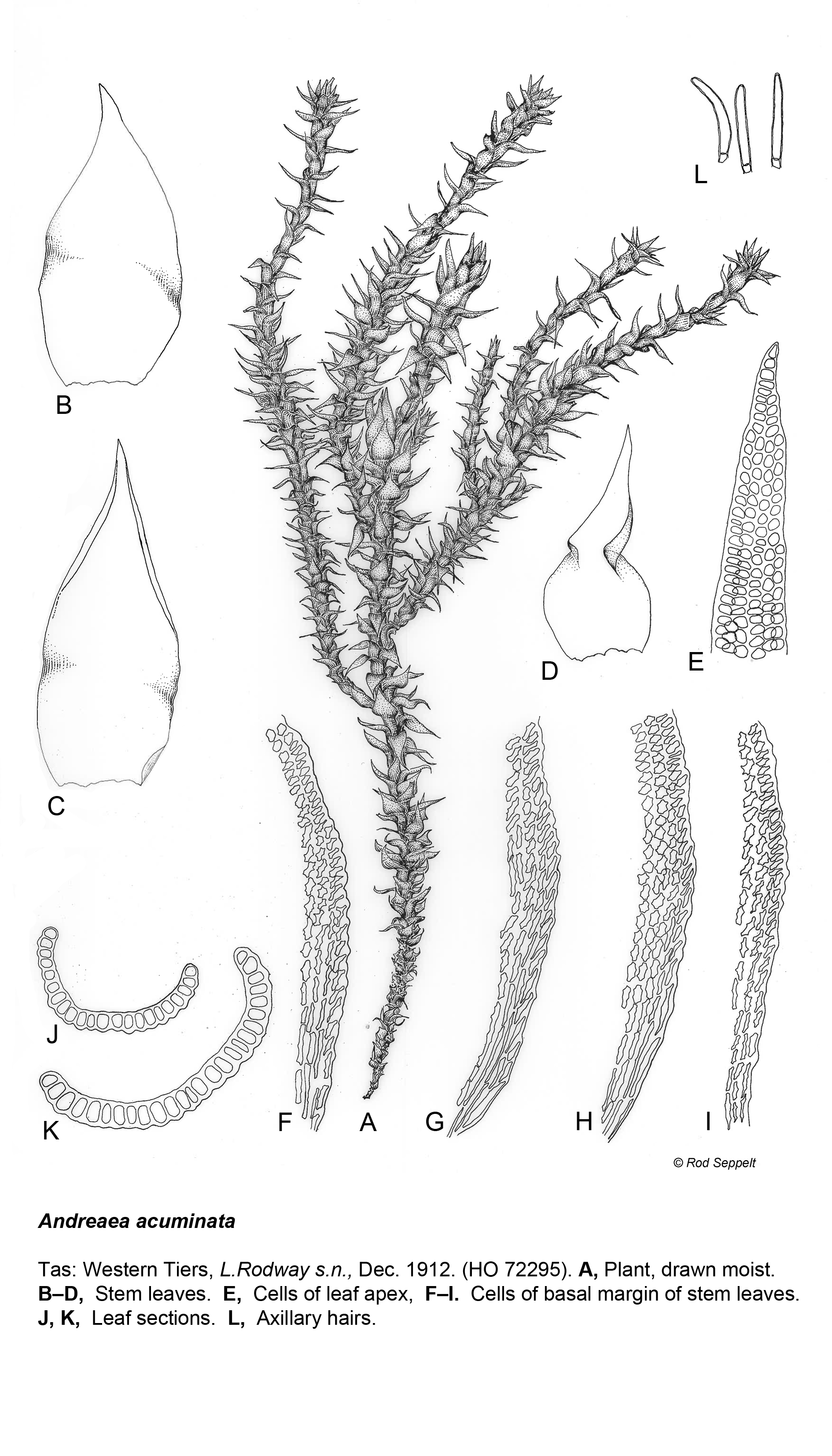 ABRS | Australian Mosses Online