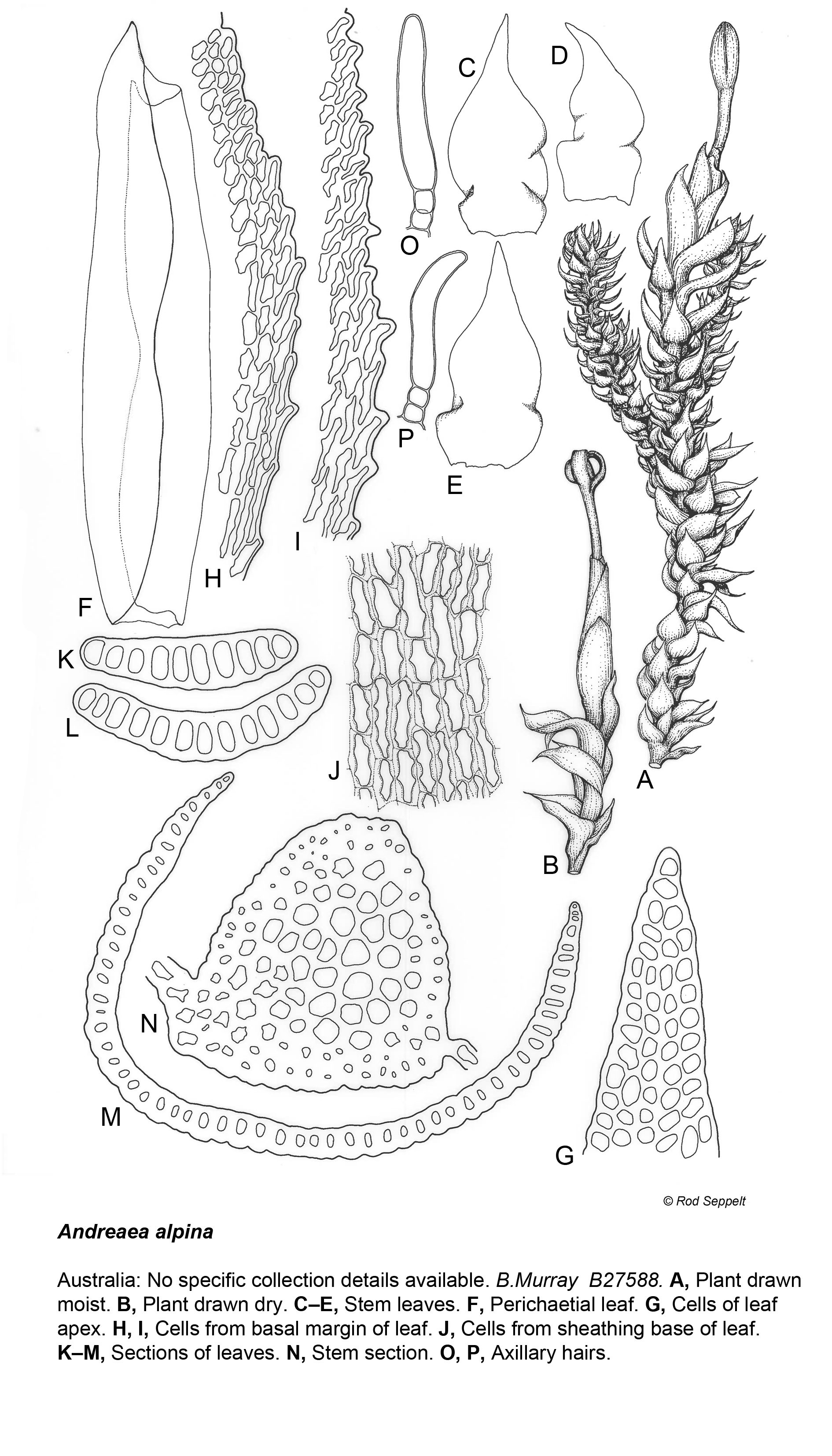 ABRS | Australian Mosses Online