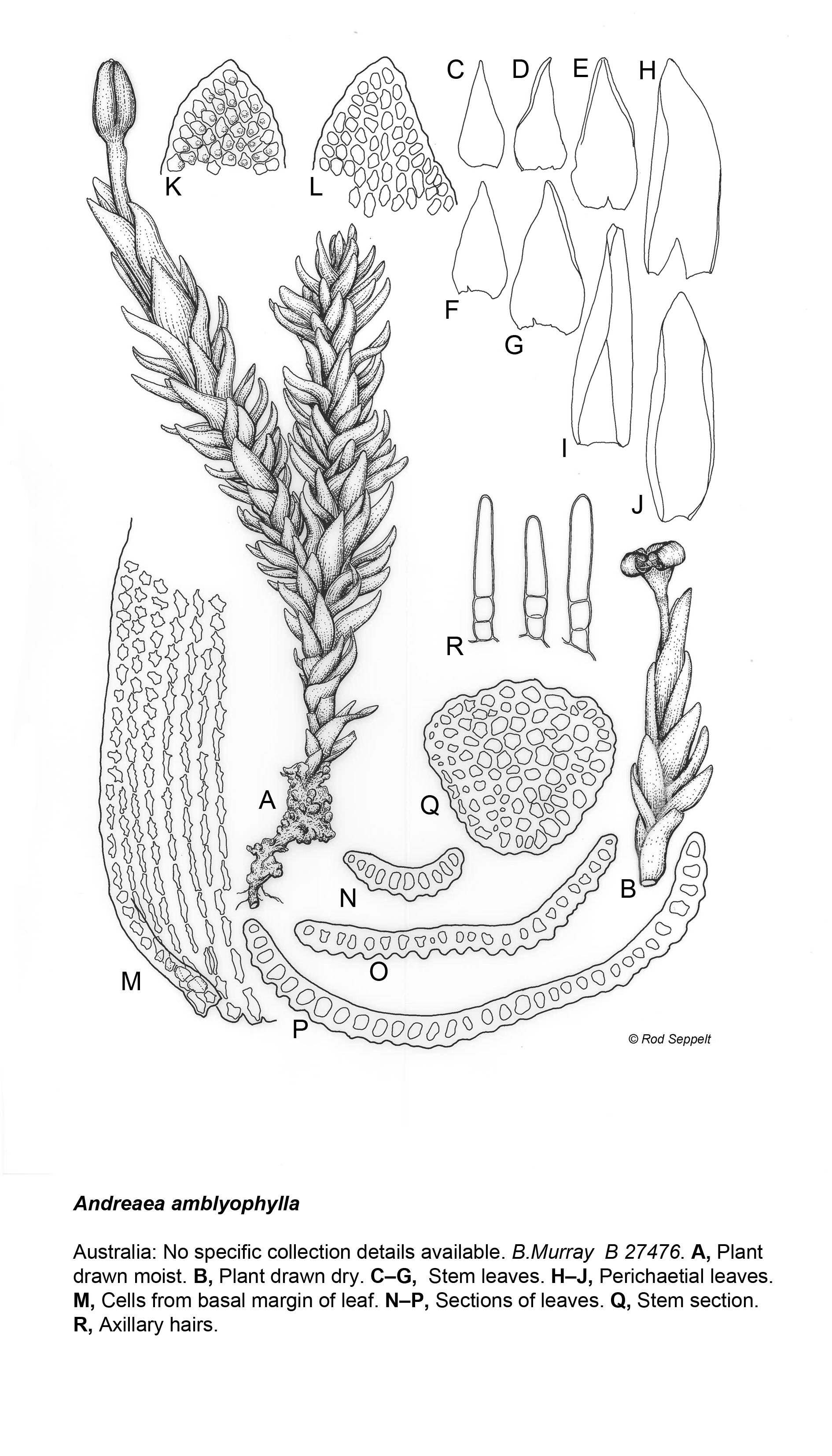 ABRS | Australian Mosses Online