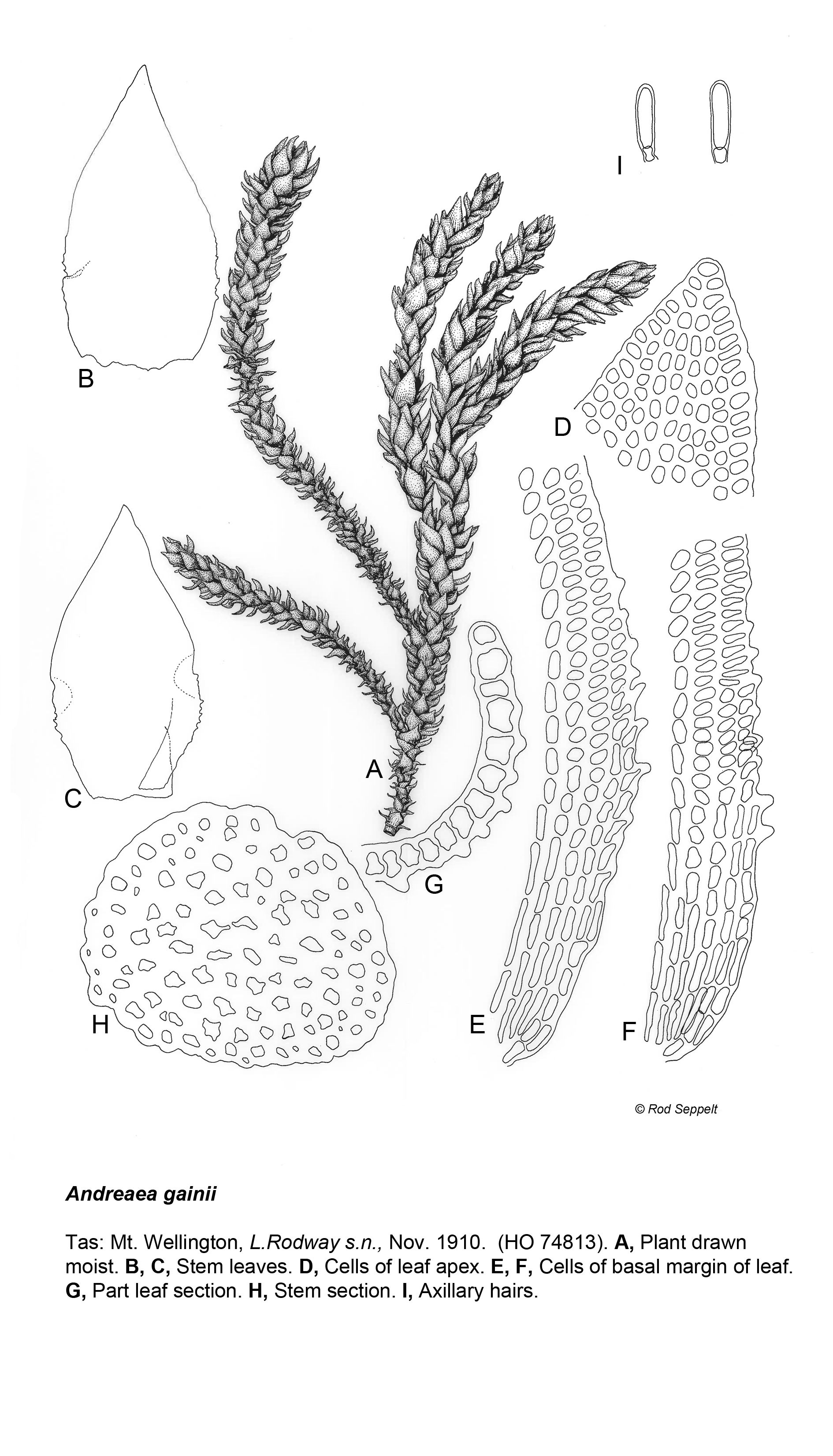 ABRS | Australian Mosses Online