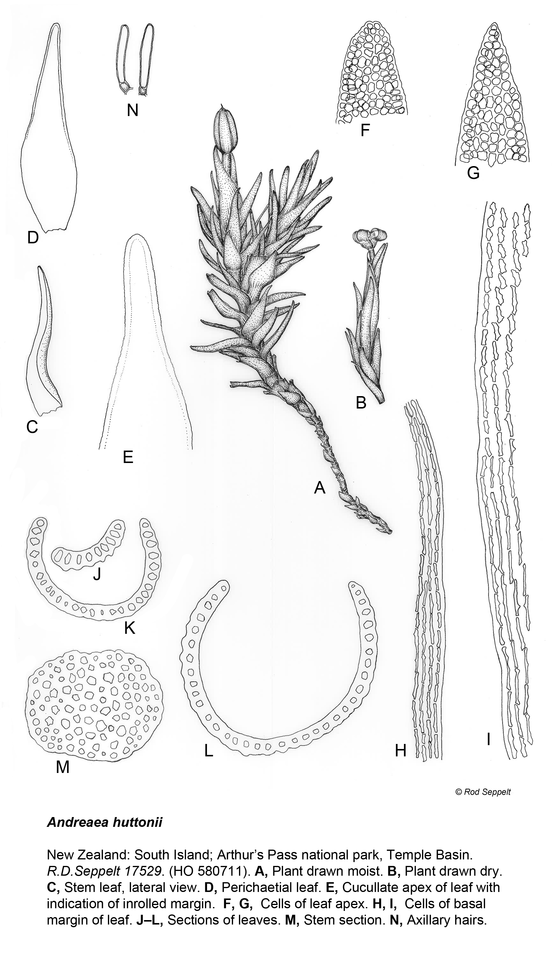 ABRS | Australian Mosses Online
