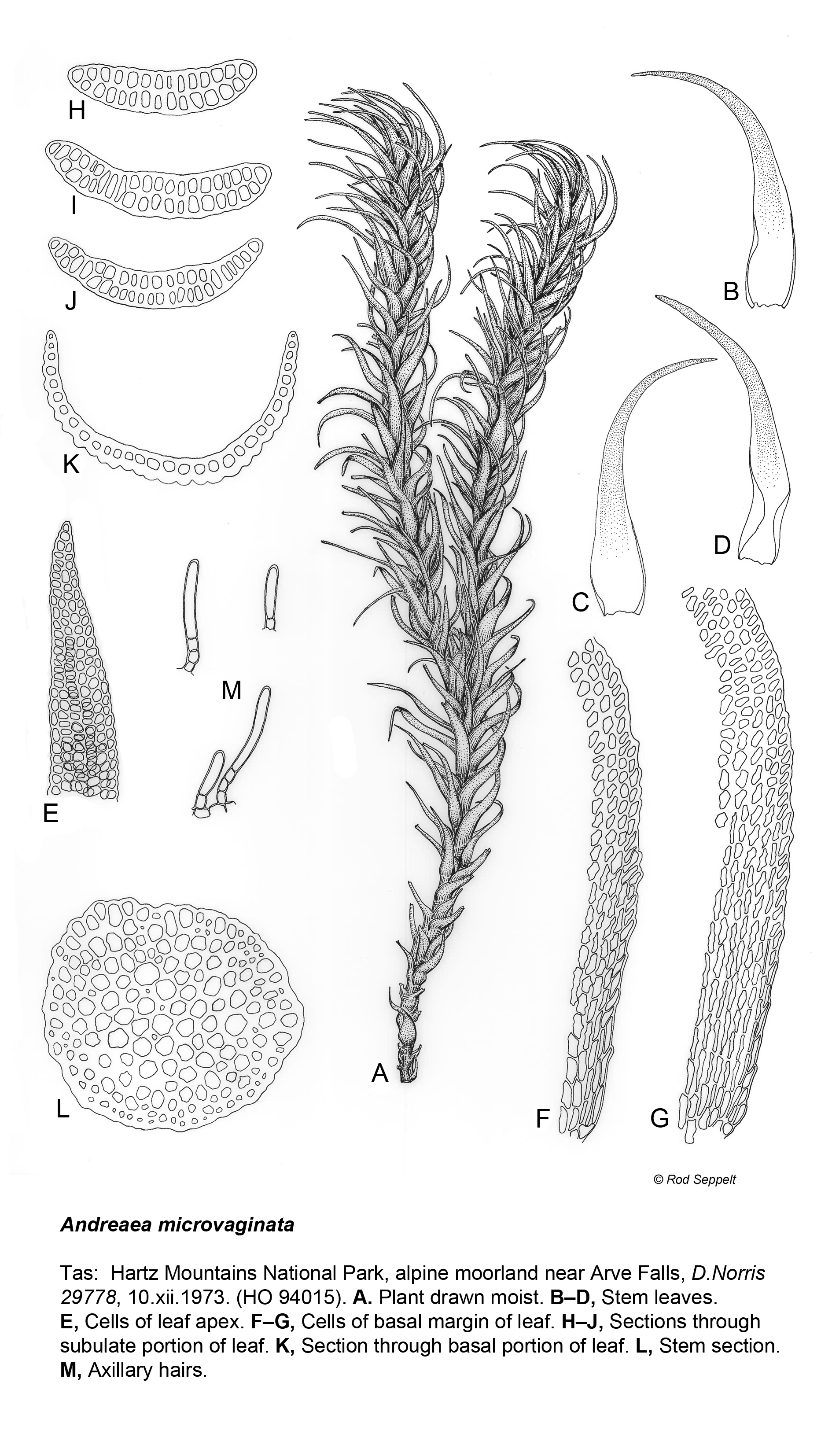 ABRS | Australian Mosses Online