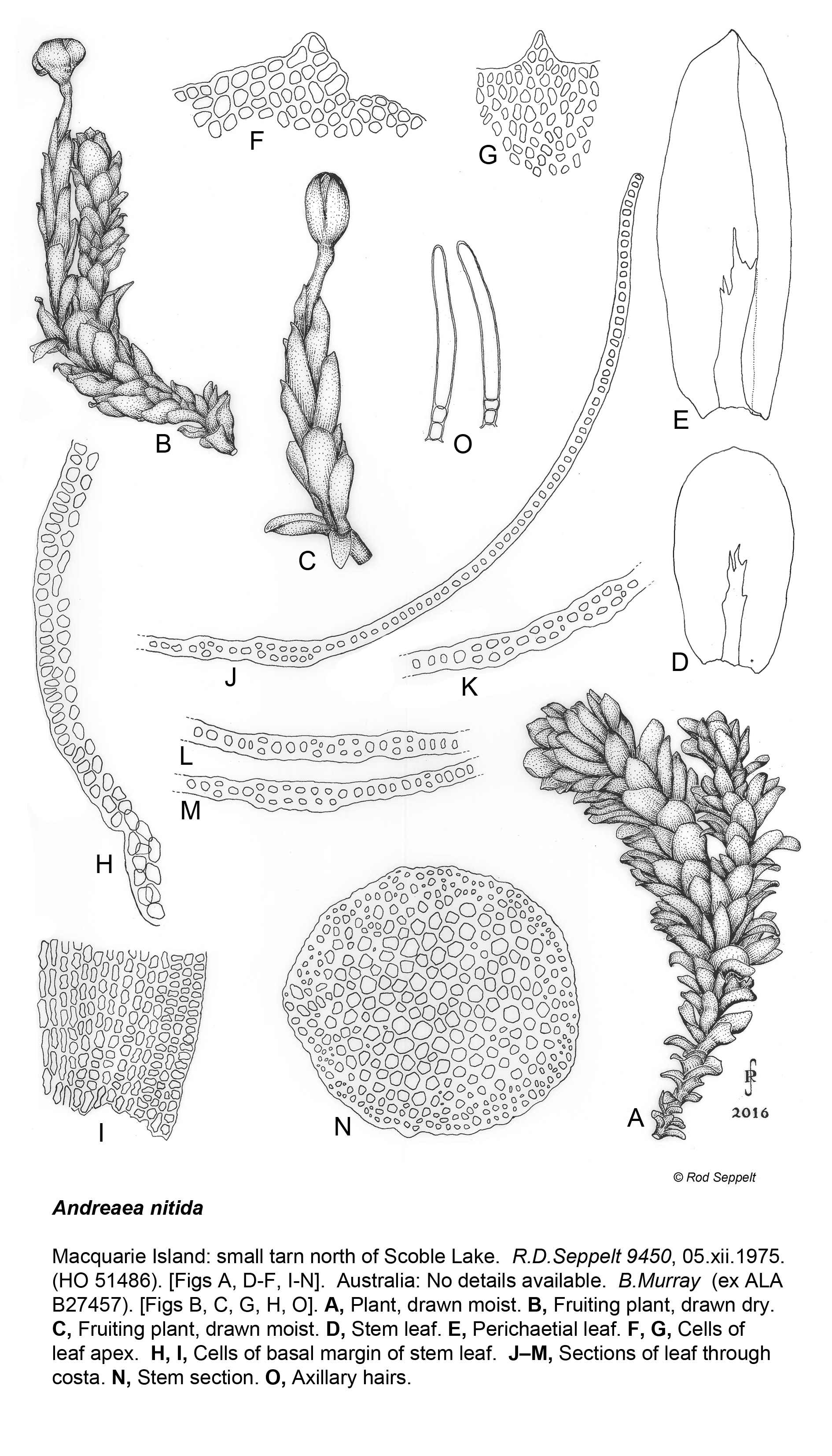 ABRS | Australian Mosses Online