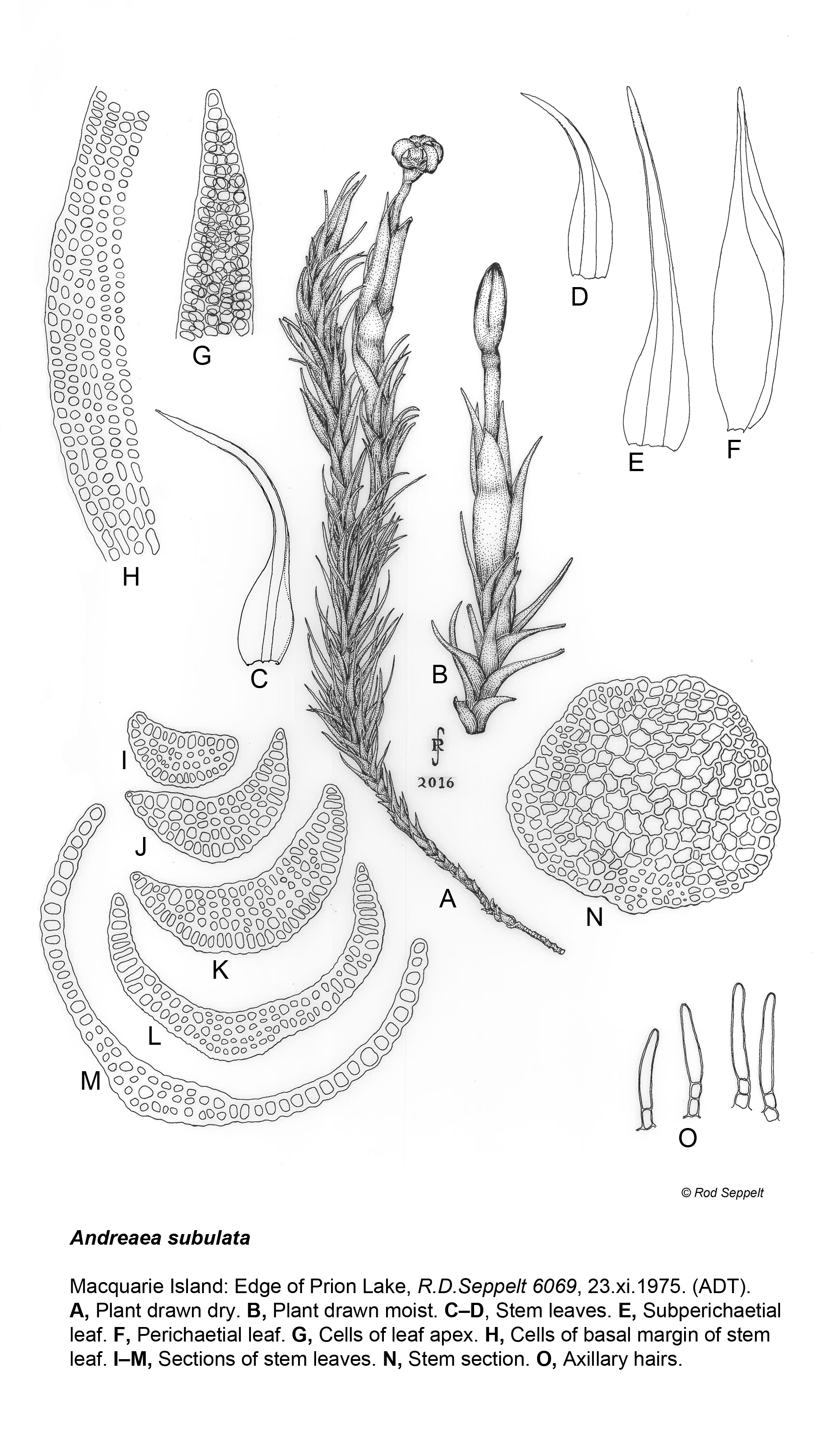 ABRS | Australian Mosses Online