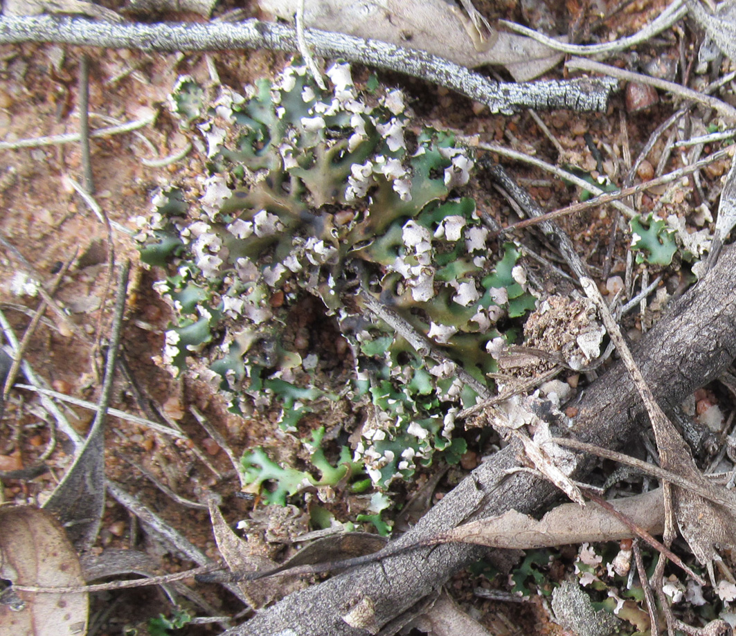 ABRS - Checklist References - Lichens of Australia and its Island ...