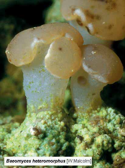 ABRS | Complete Checklist of the Lichens of Australia and its Island ...