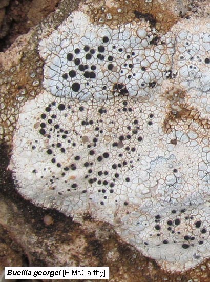 ABRS | Complete Checklist of the Lichens of Australia and its Island ...