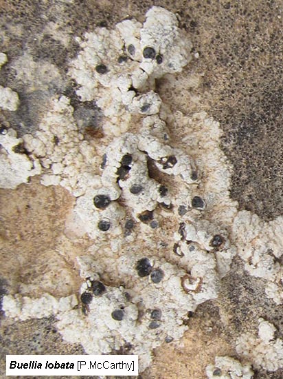 ABRS | Complete Checklist of the Lichens of Australia and its Island ...