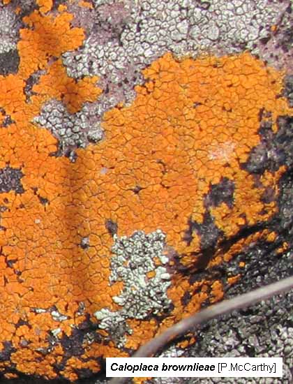 ABRS | Complete Checklist of the Lichens of Australia and its Island ...