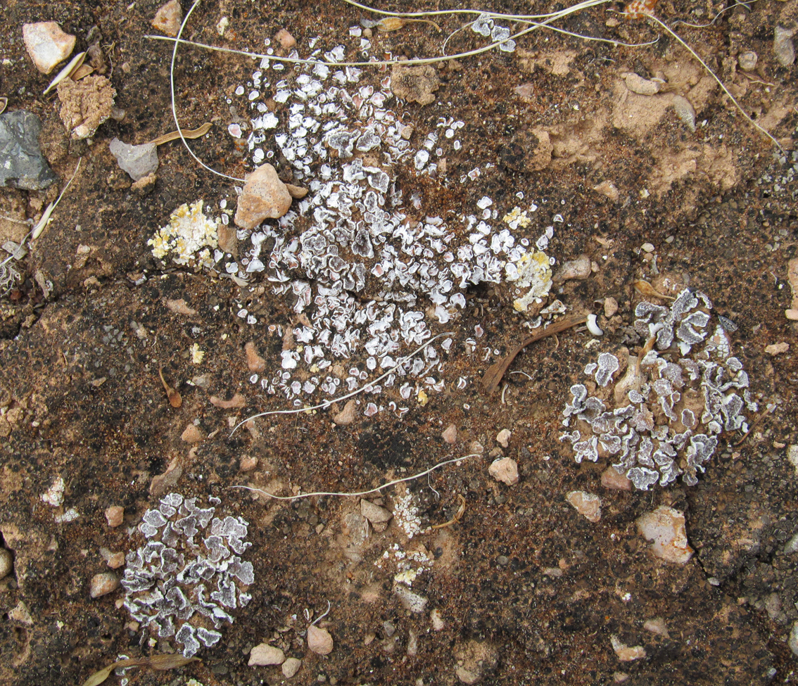 ABRS - Checklist References - Lichens of Australia and its Island ...