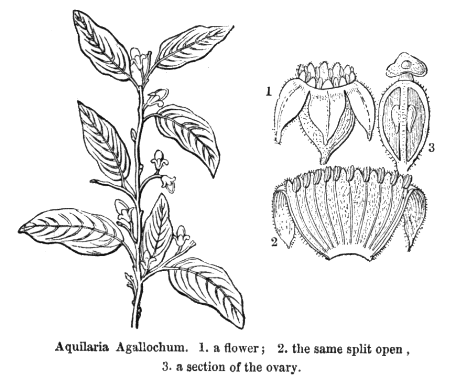 Index of Angiosperm family illustrations