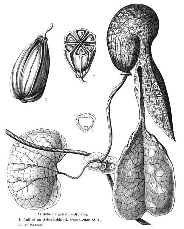 Illustrations . arist792.gif arist175.gif arist706.gif