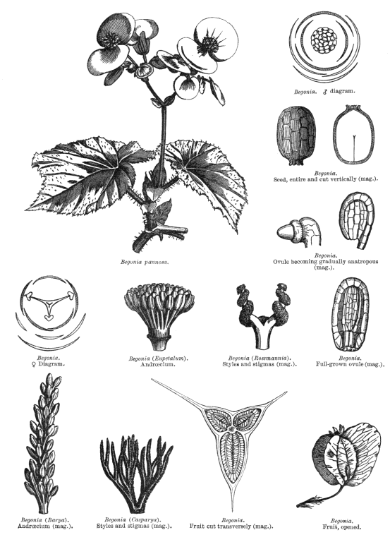 Index of Angiosperm family illustrations