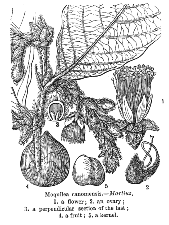 Illustrations . chrys242.gif chrys542.gif