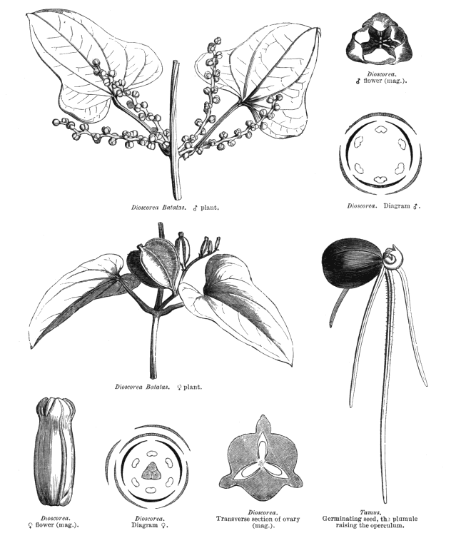 Illustrations . diosc140.gif diosc794.gif diosc795.gif