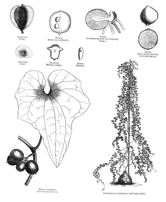Additional, to be intercalated . Tamus twining clockwise.