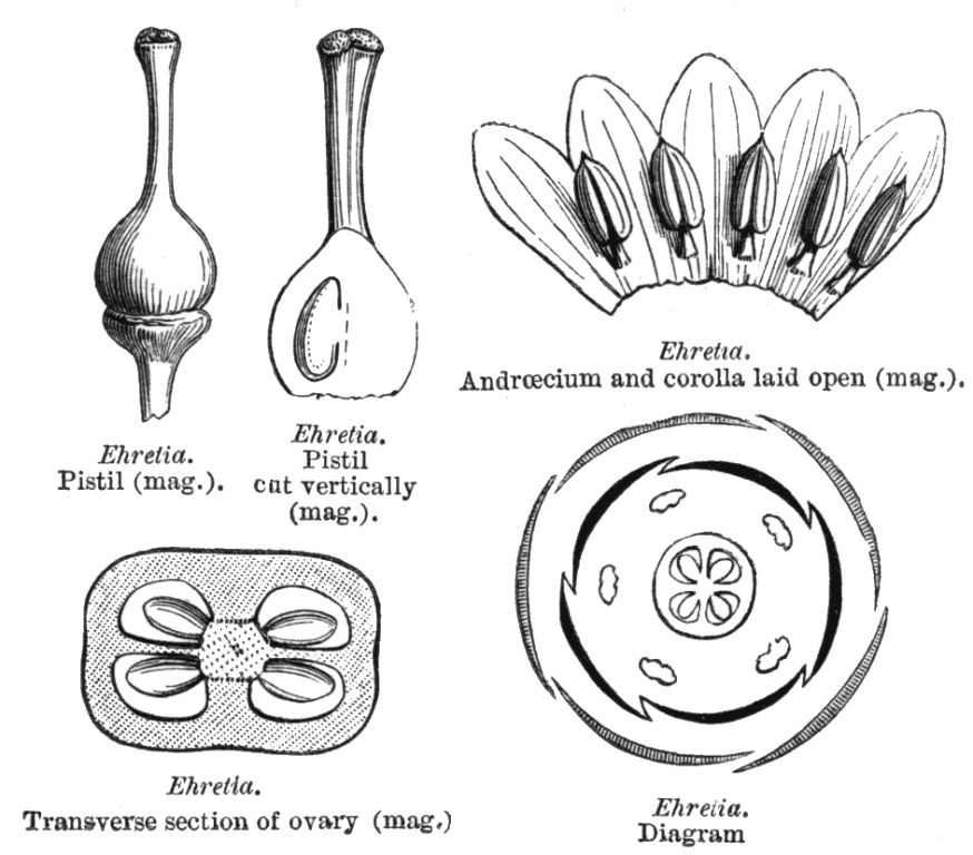 Illustrations . ehret463.gif ehret573.gif ehret628.gif ehret570.gif