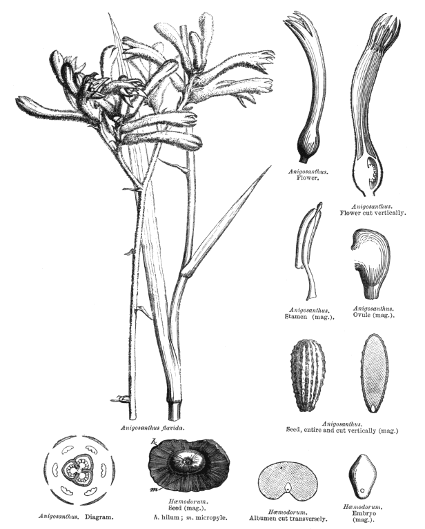 Illustrations . haemo790.gif haemo151.gif