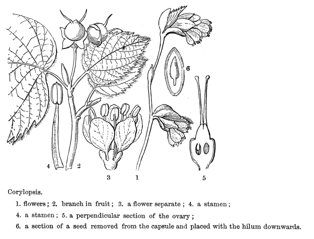 Illustrations . hamam409.gif hamam784.gif