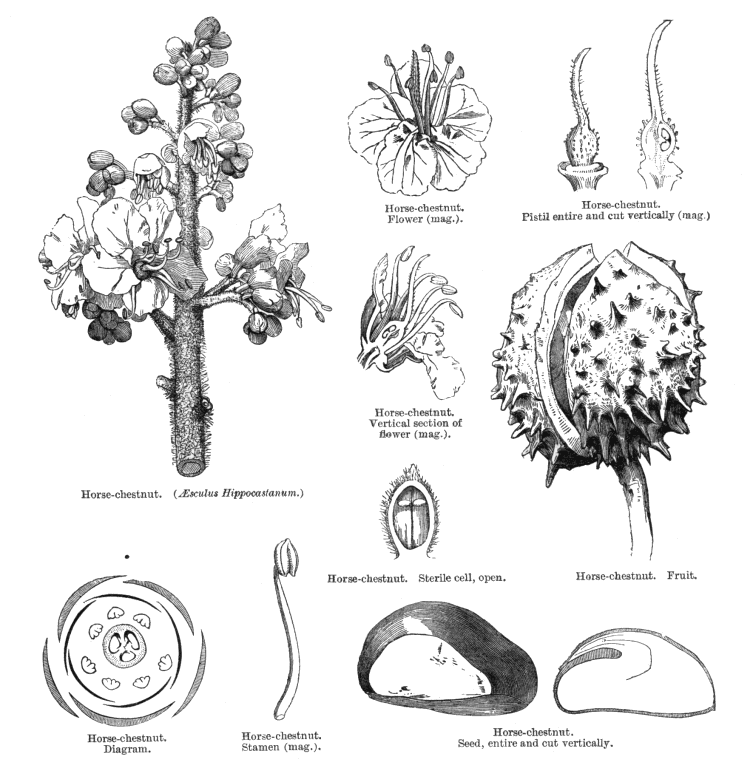 Illustrations . hippo357.gif