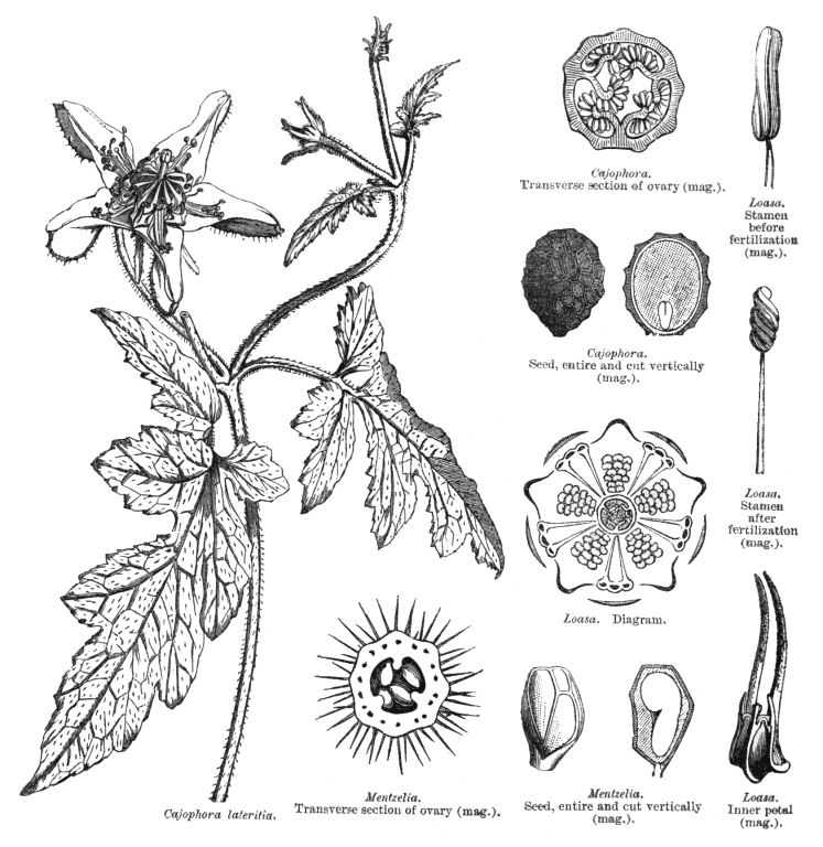 Illustrations . loasa443.gif loasa744.gif loasa444.gif