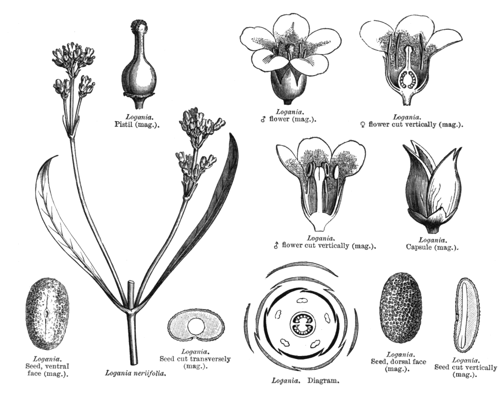 Illustrations . logan555.gif