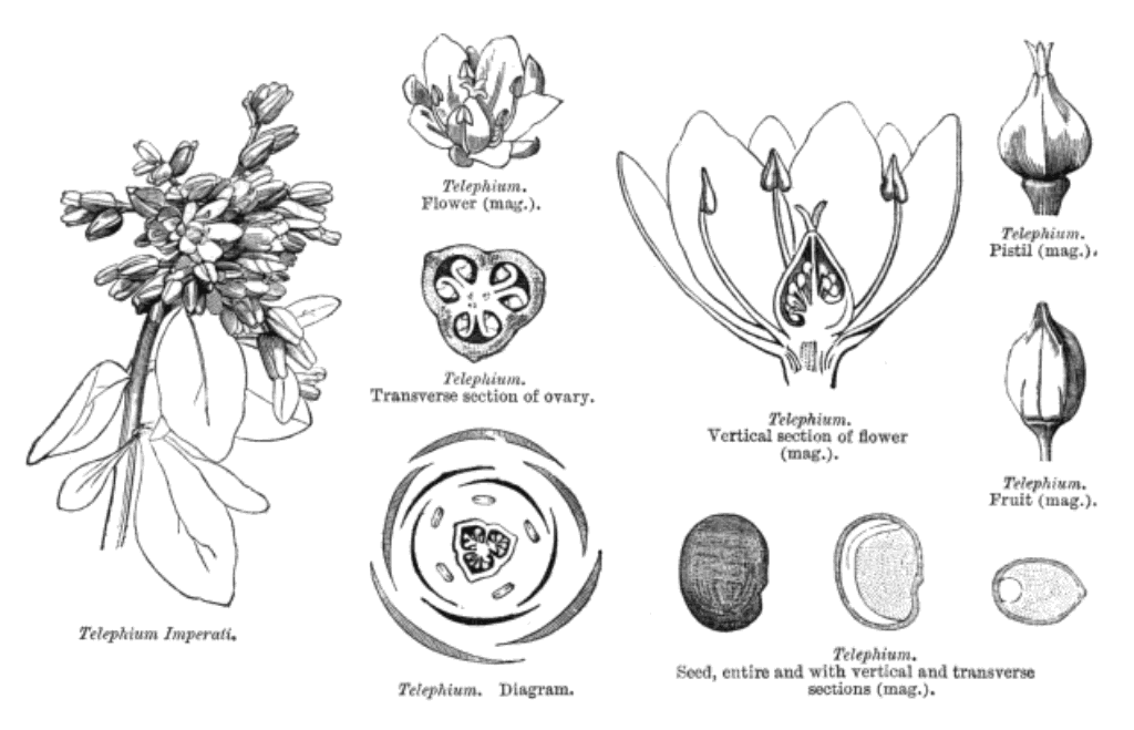 Illustrations . mollu643.gif
