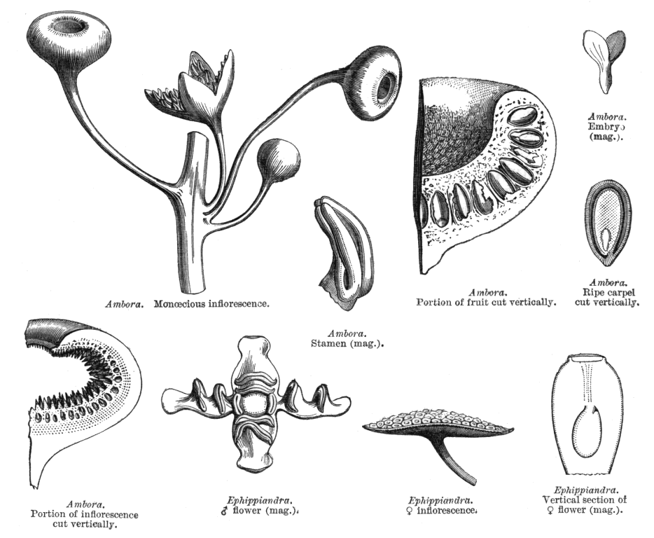 Additional, to be intercalated . Flowers calyptrate, or notcalyptrate.