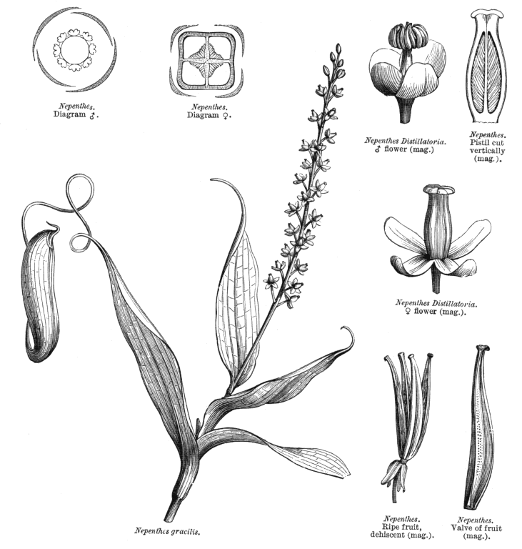 Illustrations . nepen703.gif nepen704.gif