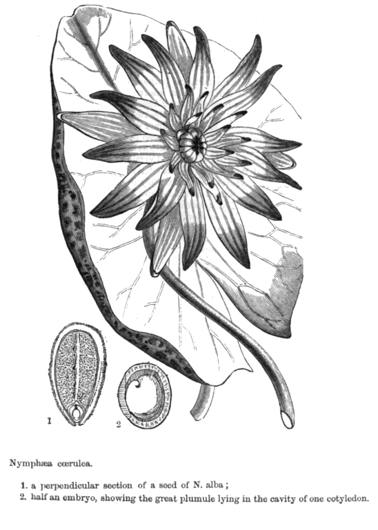 Illustrations . nymph409.gif nymph208.gif