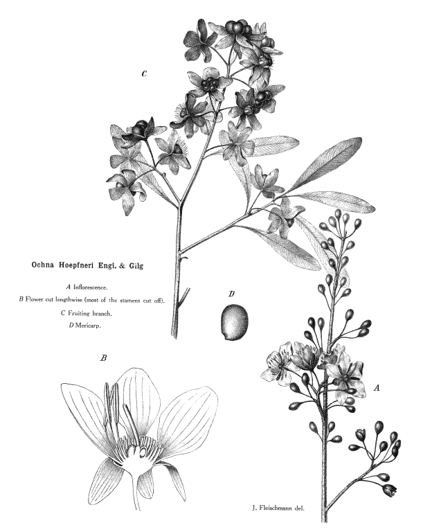 Illustrations . ochna360.gif ochna330.gif ochna395.gif