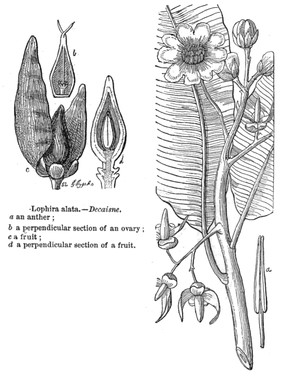Illustrations . ochna360.gif ochna330.gif ochna395.gif