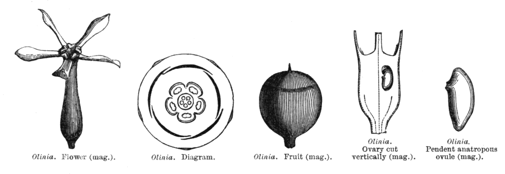 Illustrations . olini434.gif