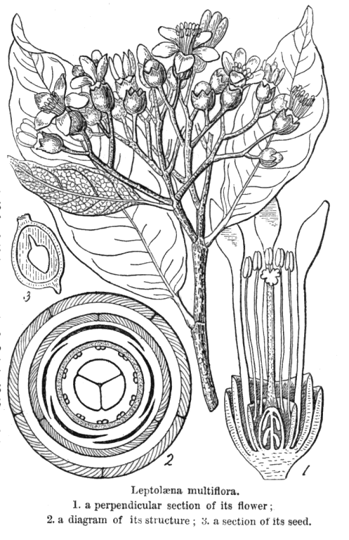 Illustrations . sarco347.gif sarco486.gif