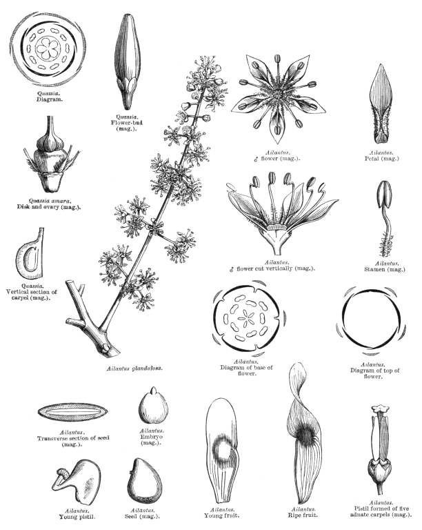 Illustrations . simar326.gif simar476.gif irvin299.gif