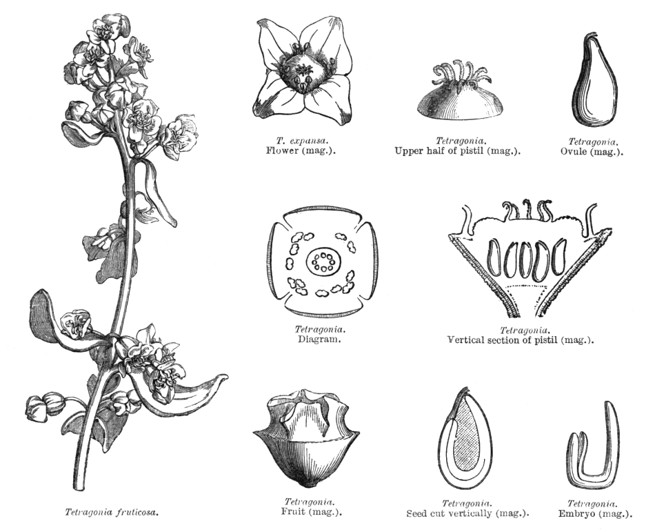 Illustrations . tetra464.gif