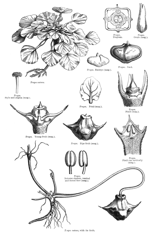 Illustrations . trapa440.gif