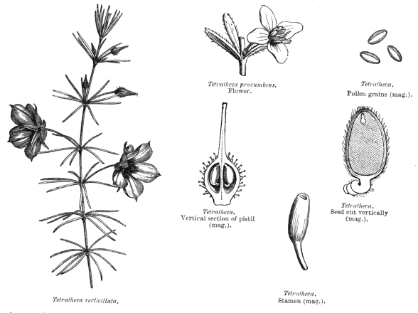 Illustrations . trema251.gif trema374.gif