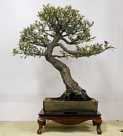 Australian Native Plants as Bonsai - 2008