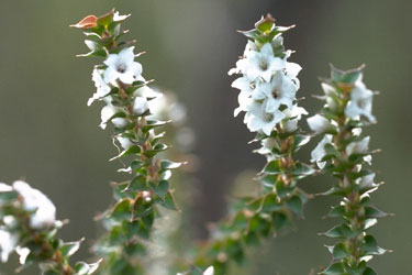 Epacris microphylla