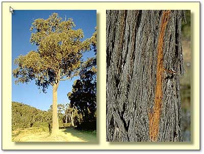 Eucalyptus macrorhyncha - tree, bark