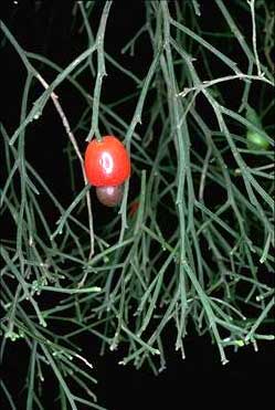 Exocarpos cupressiformis