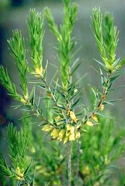 Melichrus urceolatus