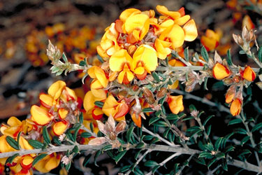 Mirbelia oxylobioides