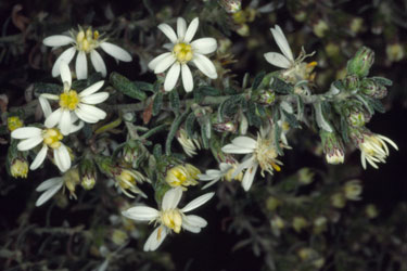 Olearia microphylla