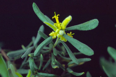Persoonia rigida