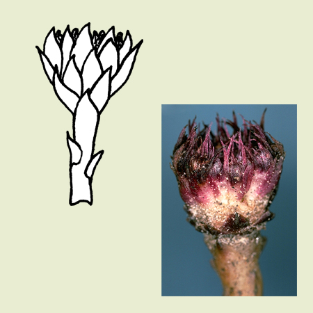 Inflorescence Head
