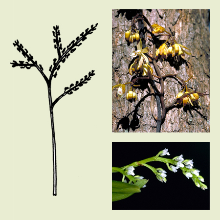 Character Notes - Inflorescence type