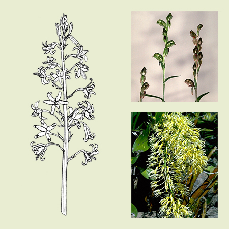 Character Notes - Inflorescence type