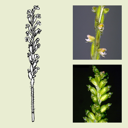 Character Notes - Inflorescence type